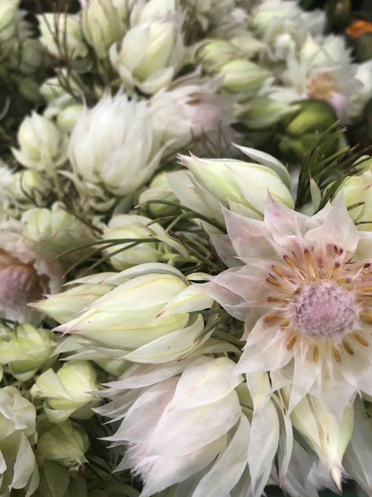 Blushing Bride – Santospirito Flowers & Wholesalers