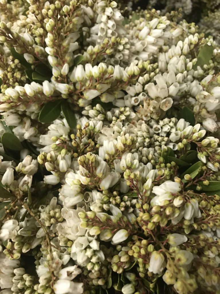 Andromeda – Santospirito Flowers & Wholesalers