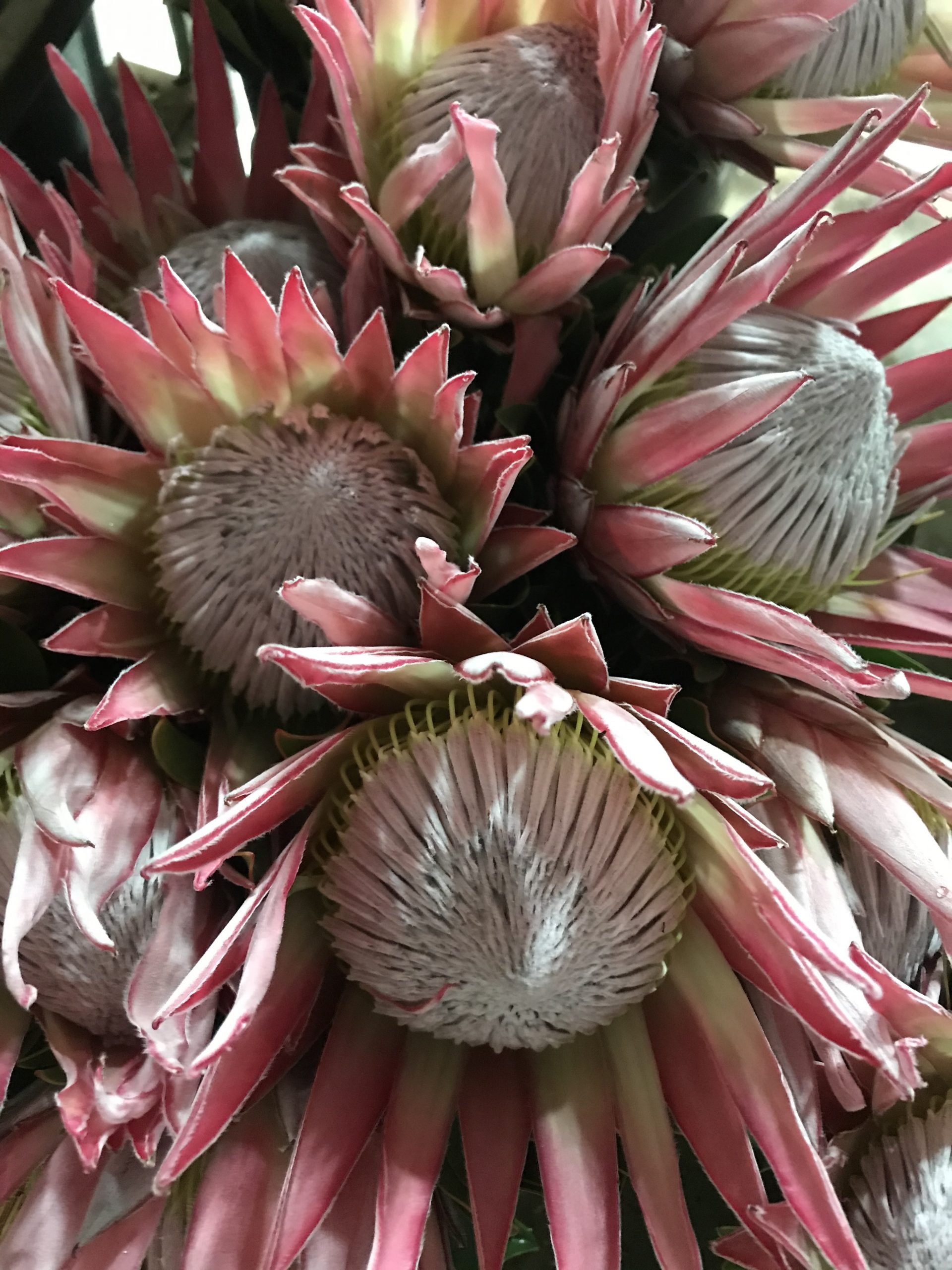 Proteas – Santospirito Flowers & Wholesalers