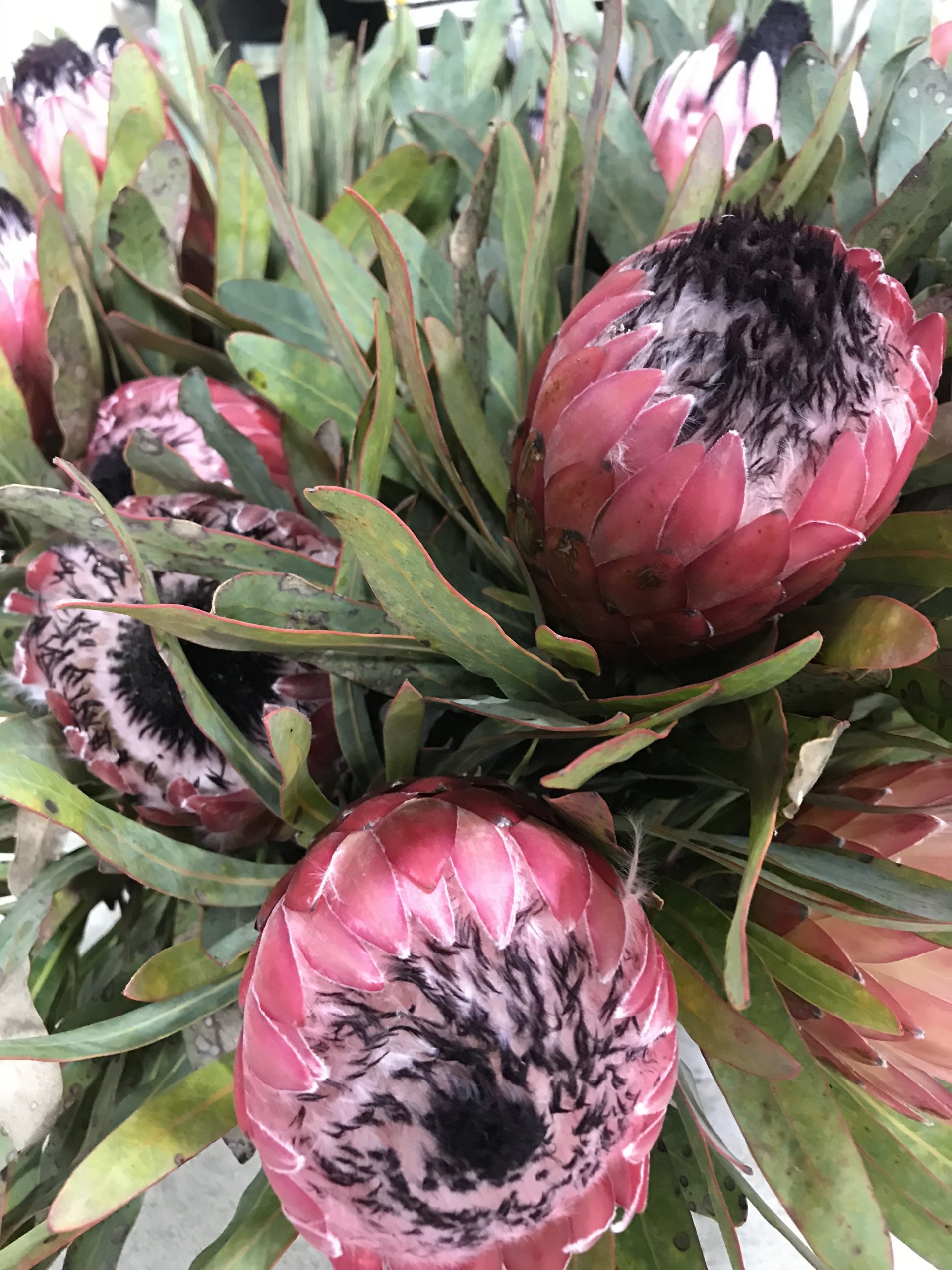 Proteas – Santospirito Flowers & Wholesalers