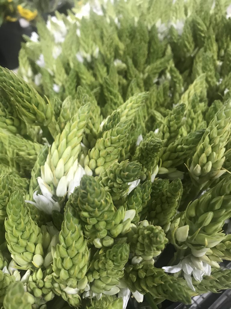 Chincherinchees – Santospirito Flowers & Wholesalers