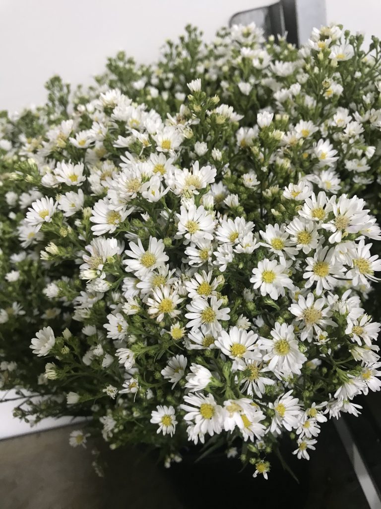 Easter Daisy – Santospirito Flowers & Wholesalers