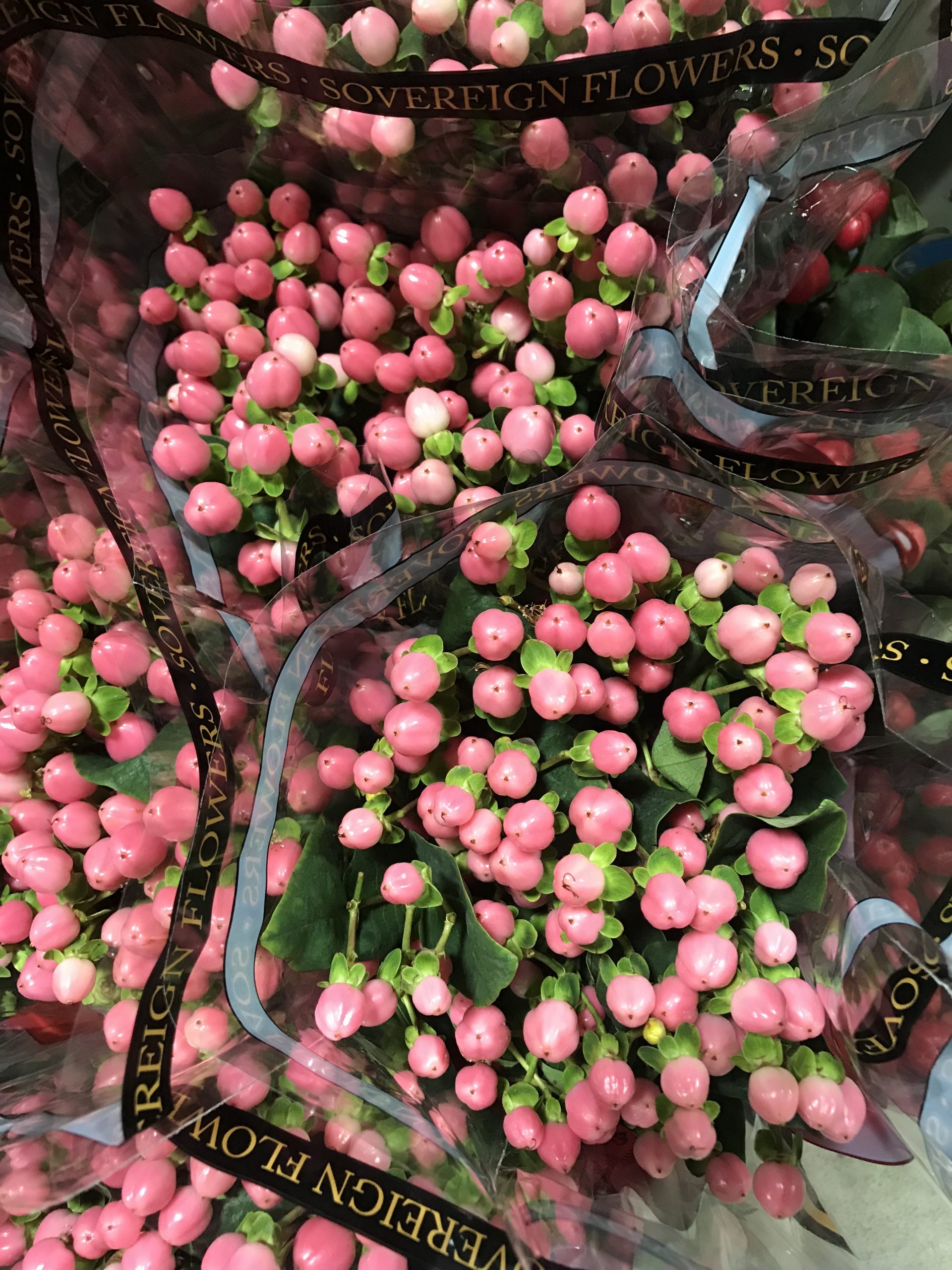Hypericum – Santospirito Flowers & Wholesalers