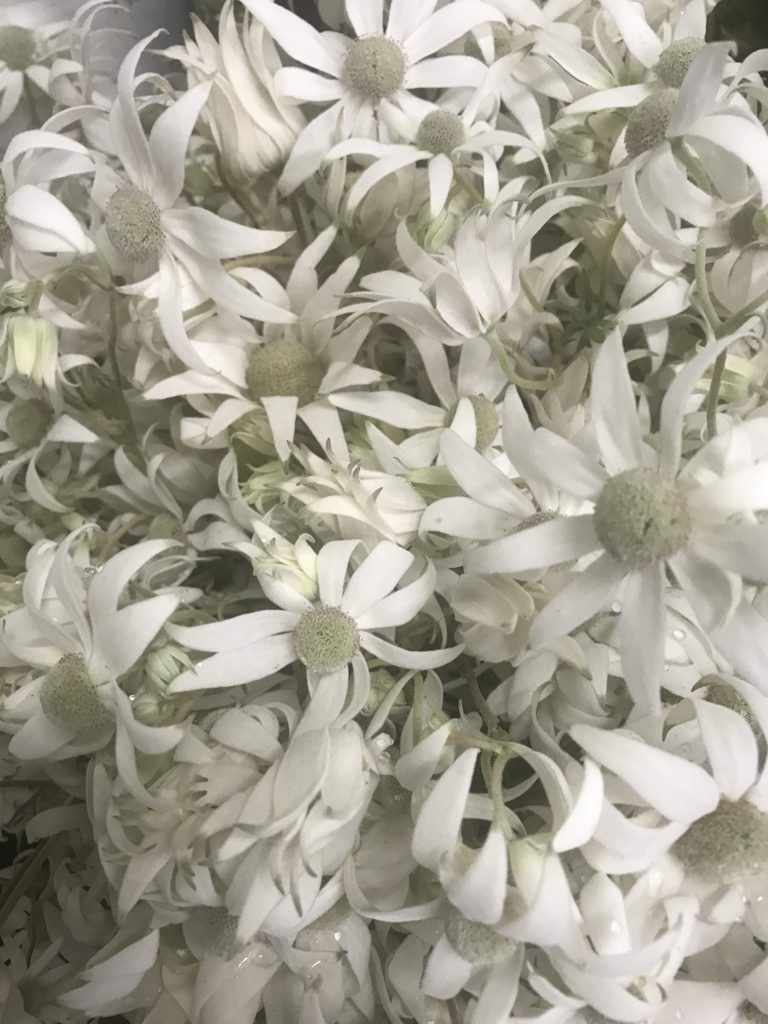 Flannel Flower – Santospirito Flowers & Wholesalers