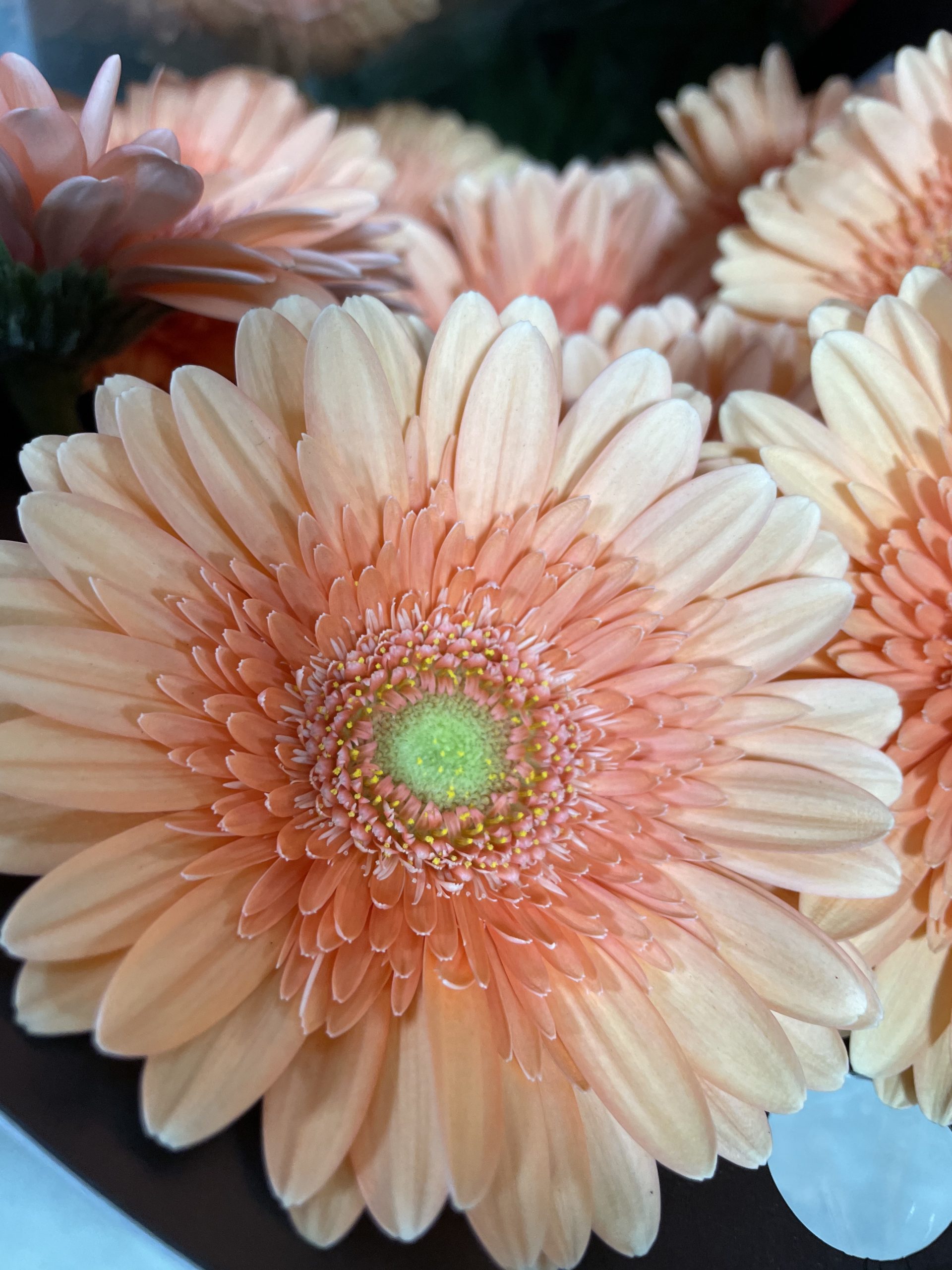 Gerberas – Santospirito Flowers & Wholesalers