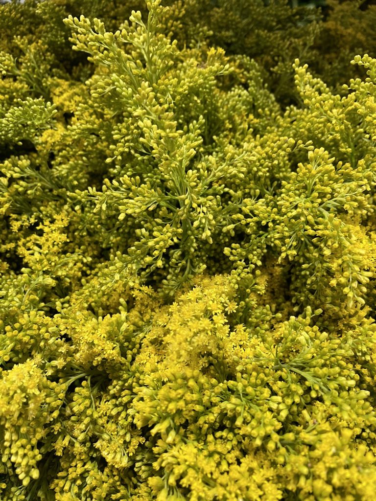 Golden Rod – Santospirito Flowers & Wholesalers