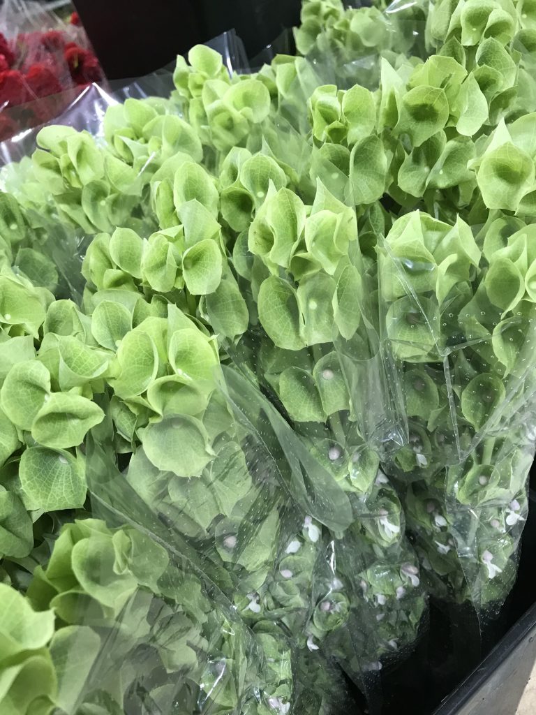 Molucca Balm – Santospirito Flowers & Wholesalers