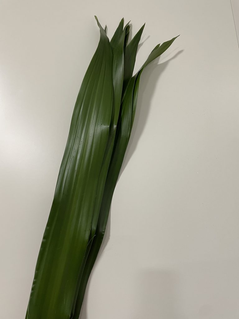 Gymea Leaves – Santospirito Flowers & Wholesalers