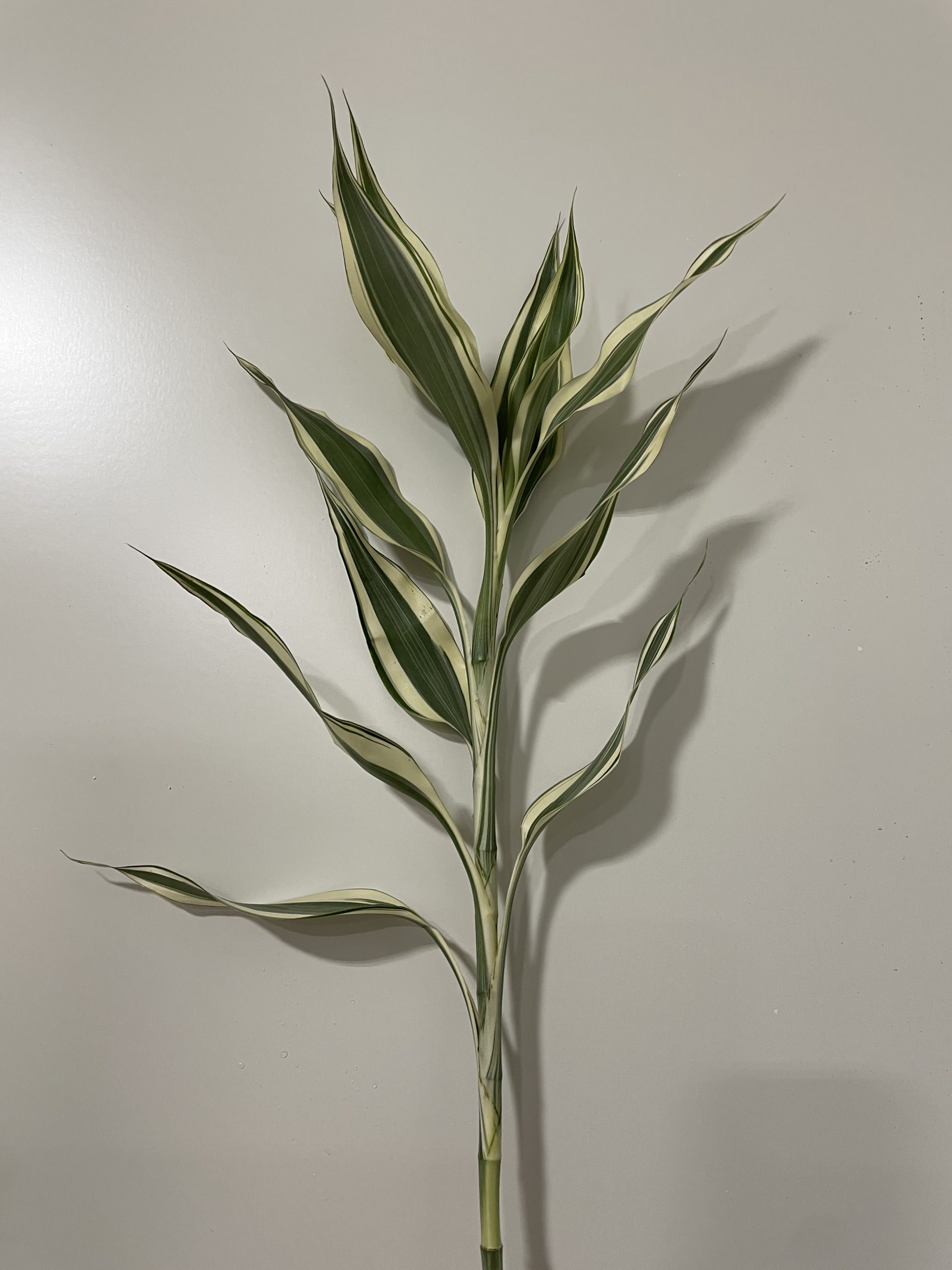 Victory – Santospirito Flowers & Wholesalers